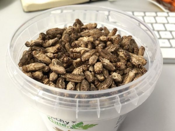 Bugs & Insects: The Future For High-Protein Diets?