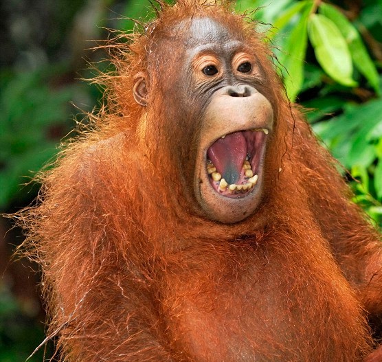 BULK POWDERS Caption Competition | Gym-Talk